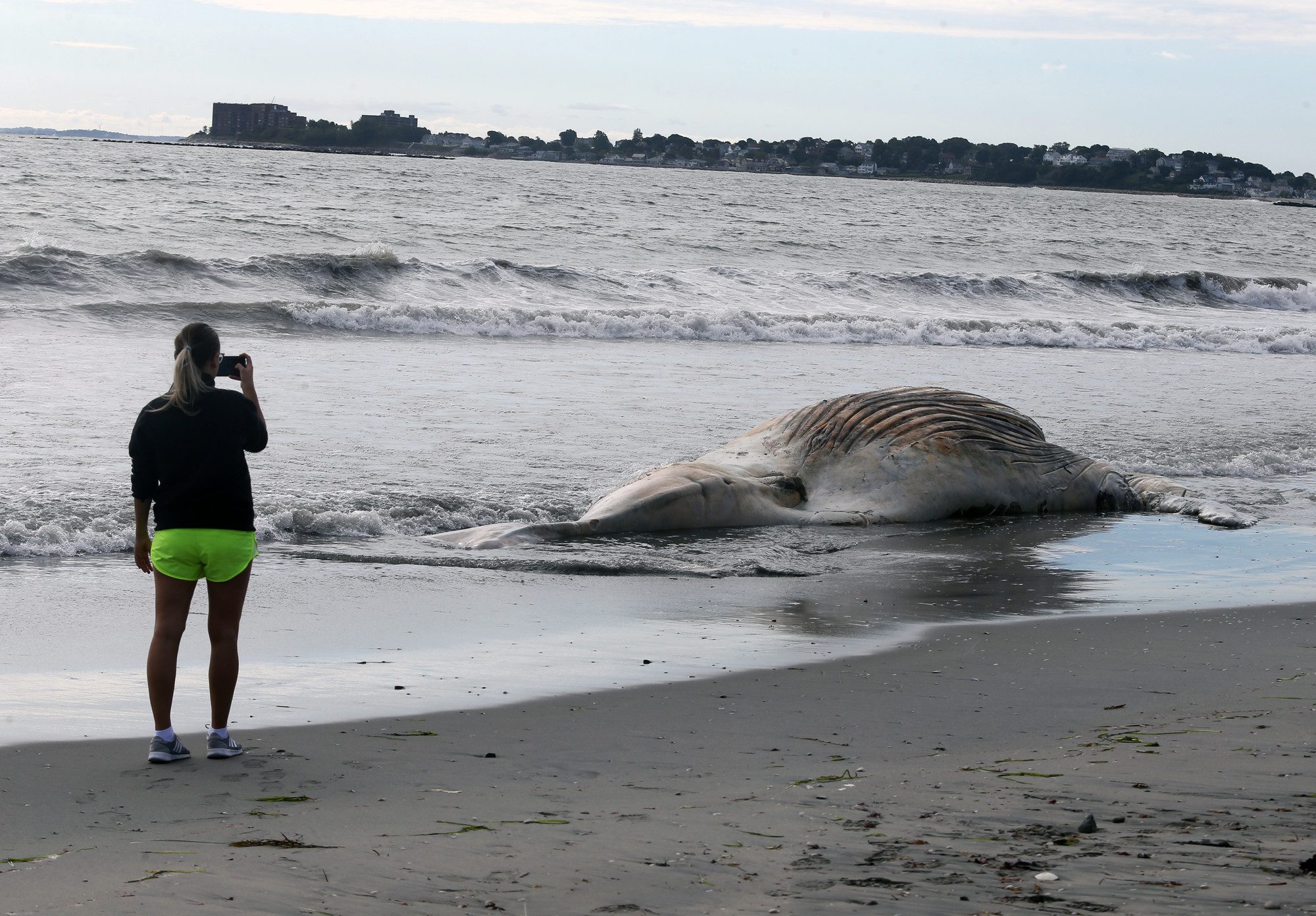 A dead whale washed ashore on Revere Beach - Itemlive
