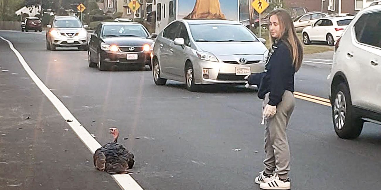 High school senior stops traffic to help turkey struck by car in ...